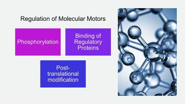 Molecular Motors, its introduction, types, basic components, animation ...