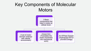 Molecular Motors, its introduction, types, basic components, animation ...