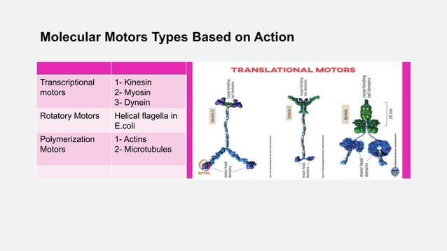 Molecular Motors, its introduction, types, basic components, animation ...