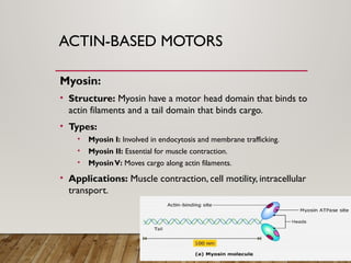 BioMolecular Motors, it's classification and their functions | PPT