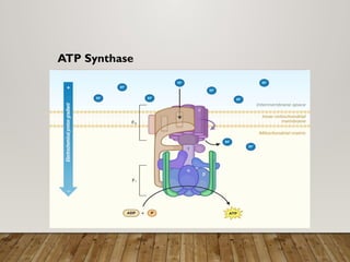 BioMolecular Motors, it's classification and their functions | PPT
