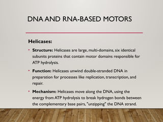 BioMolecular Motors, it's classification and their functions | PPT