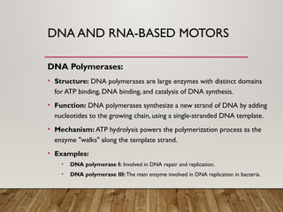 BioMolecular Motors, it's classification and their functions | PPT