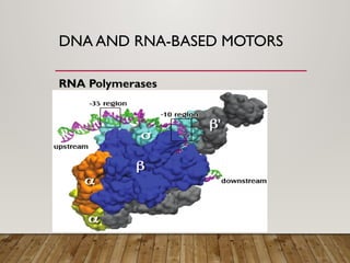 BioMolecular Motors, it's classification and their functions | PPT