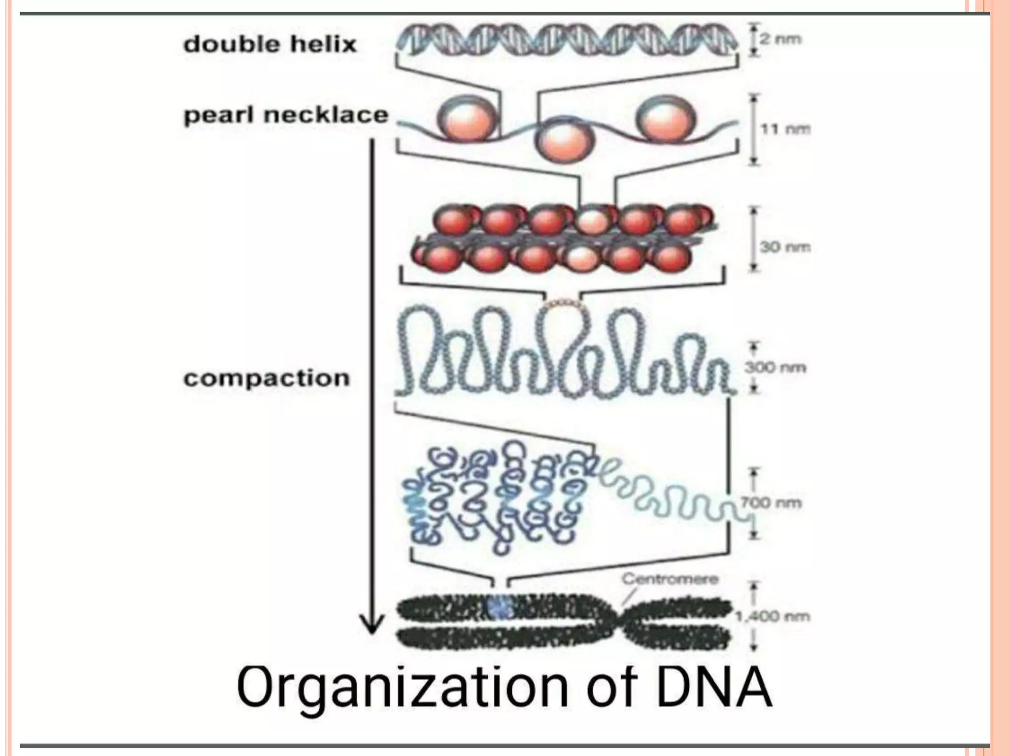 Molecular organization of eukaryotic DNA | PPTX