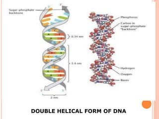 Molecular organization of eukaryotic DNA | PPTX