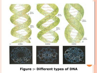 Molecular organization of eukaryotic DNA | PPTX