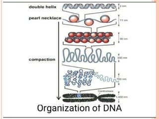 Molecular organization of eukaryotic DNA | PPTX