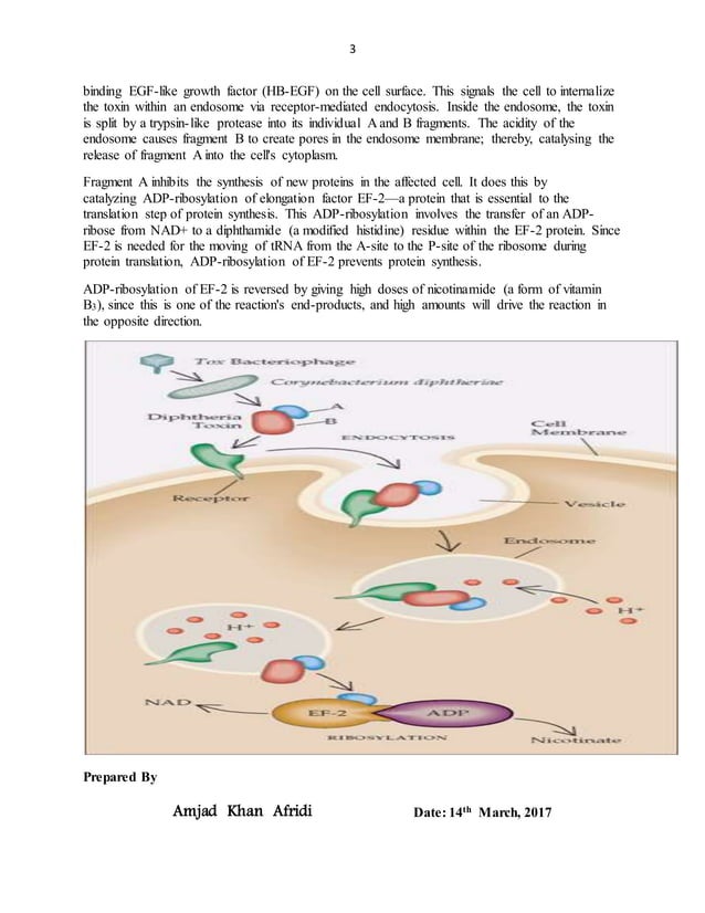 Molecular pathogenesis | DOCX