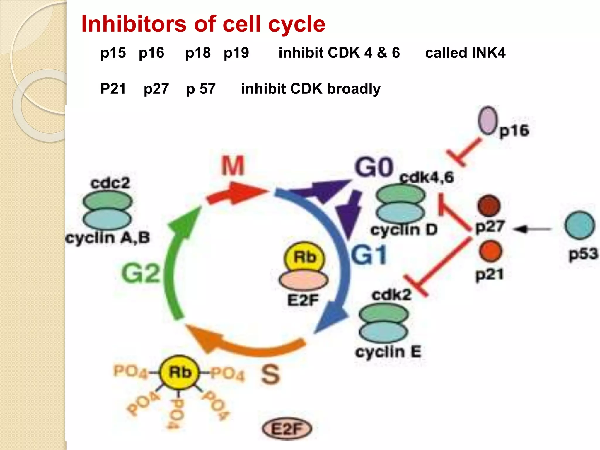 Molecular pathogenesis of head and neck cancer | PPTX