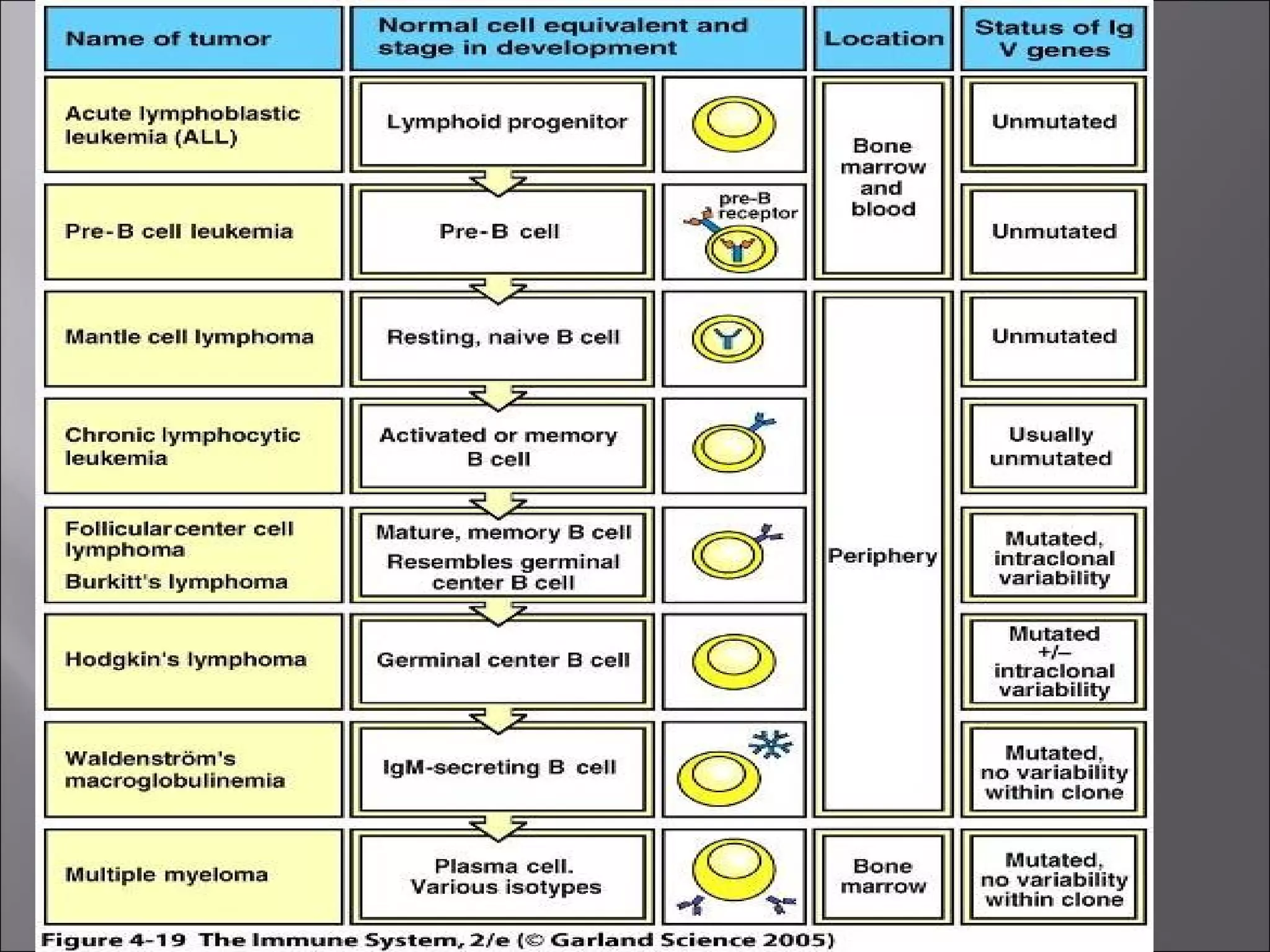 Molecular pathology of lymphoma by dr ramesh | PPT