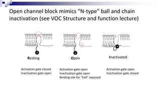 Molecular Pharmacology of voltage gated ion channels | PPT