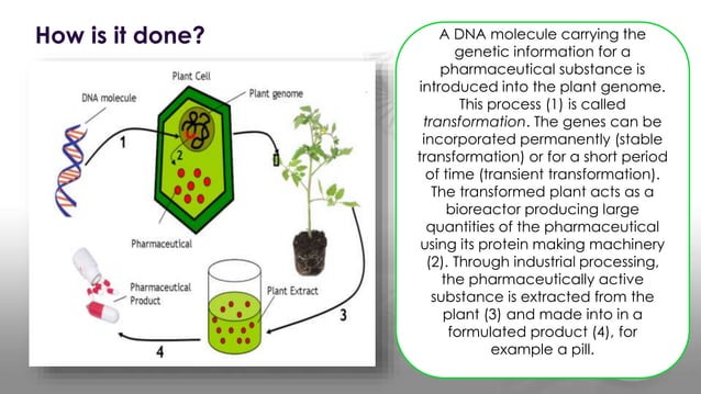 Molecular pharming | PPTX