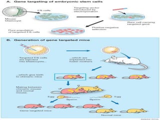 Molecular pharming | PPTX
