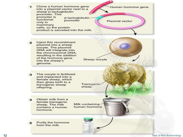 Molecular pharming | PPTX