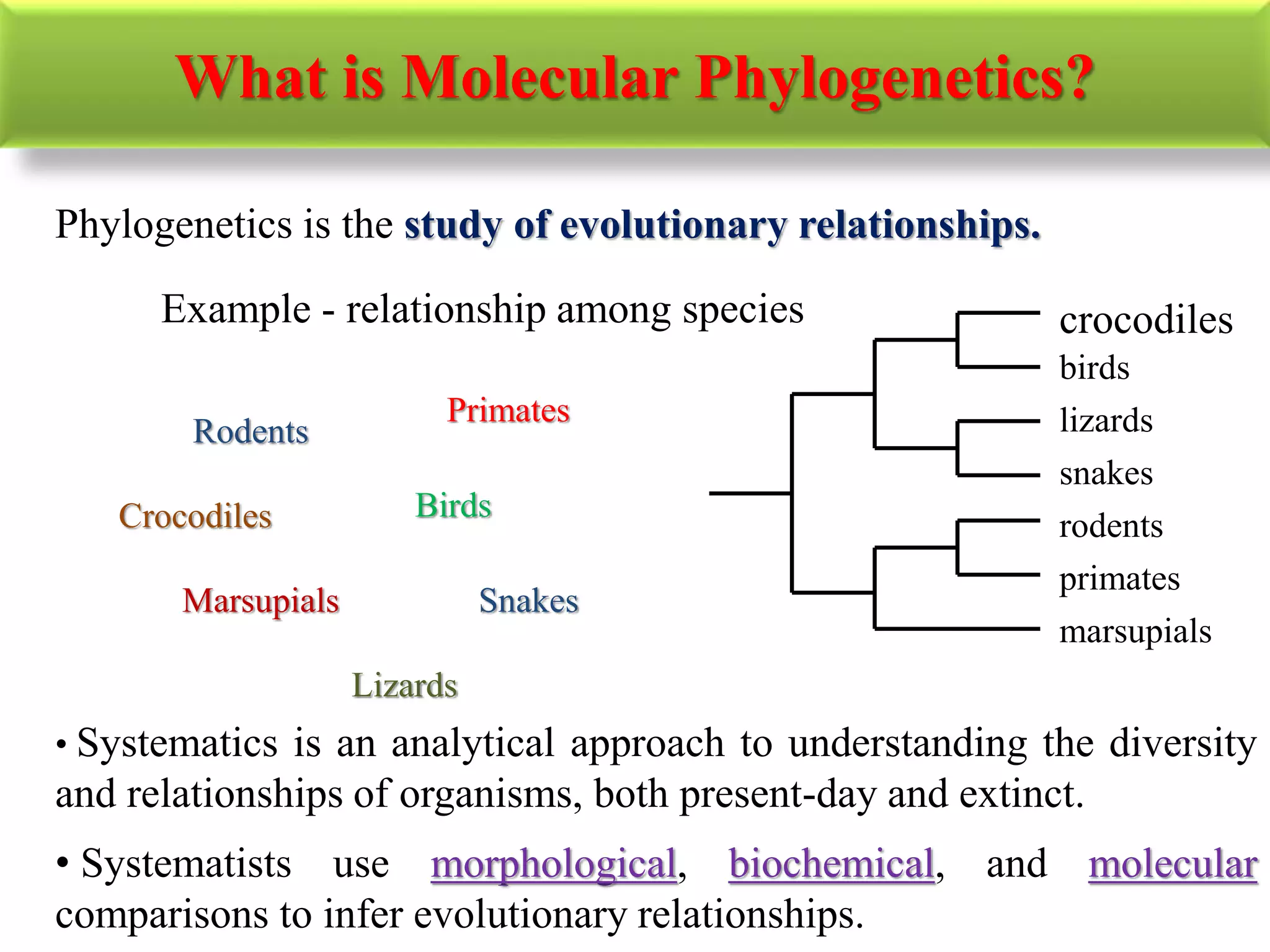 Molecular phylogenetics | PPTX