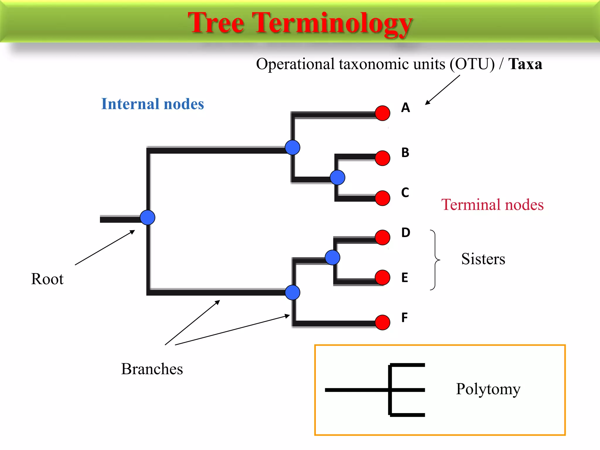 Molecular phylogenetics | PPTX