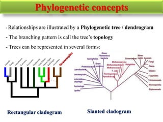 Molecular phylogenetics | PPTX