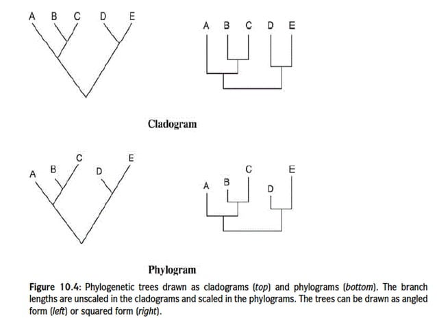Molecular Phylogenetics_2-1.pptx........ | PPT