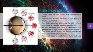 Molecular Physiology Of Vision | PPTX