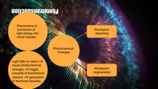 Molecular Physiology Of Vision | PPT