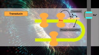 Molecular Physiology Of Vision | PPT