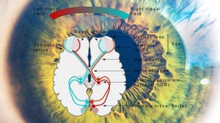 Molecular Physiology Of Vision | PPT