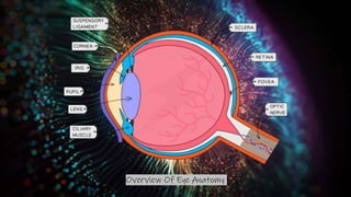 Molecular Physiology Of Vision | PPTX