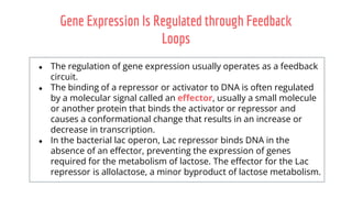 Regulation of gene expression | PPTX