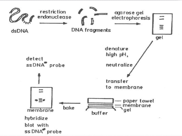Molecular probes | PPTX