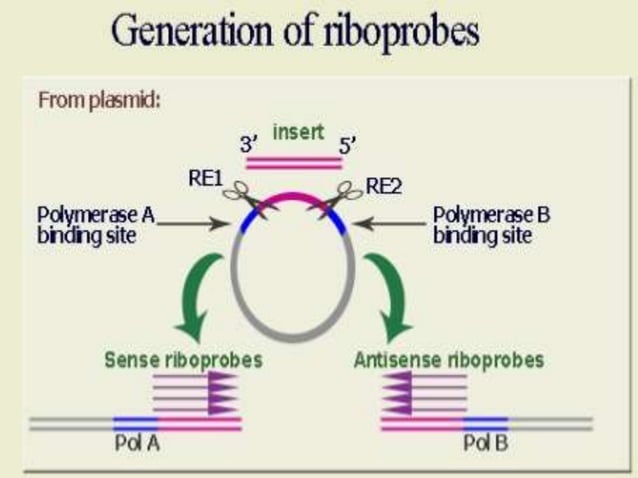 Molecular probes | PPTX