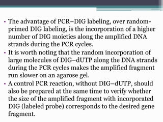 Molecular probes | PPTX