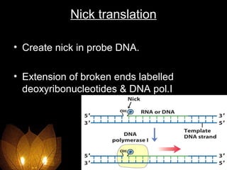 Molecular probes kashmeera n.a. | PPT
