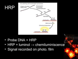 Molecular probes kashmeera n.a. | PPT
