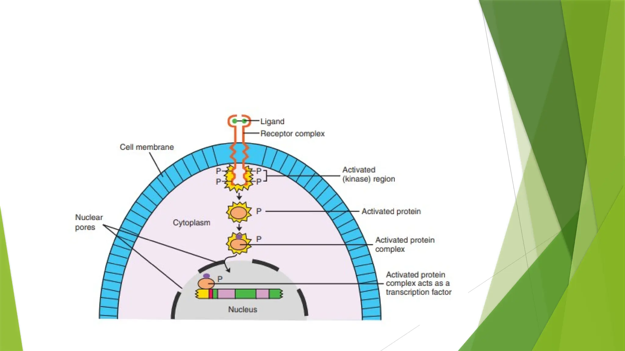 Molecular Regulation and signaling.pptx pantic | PPTX