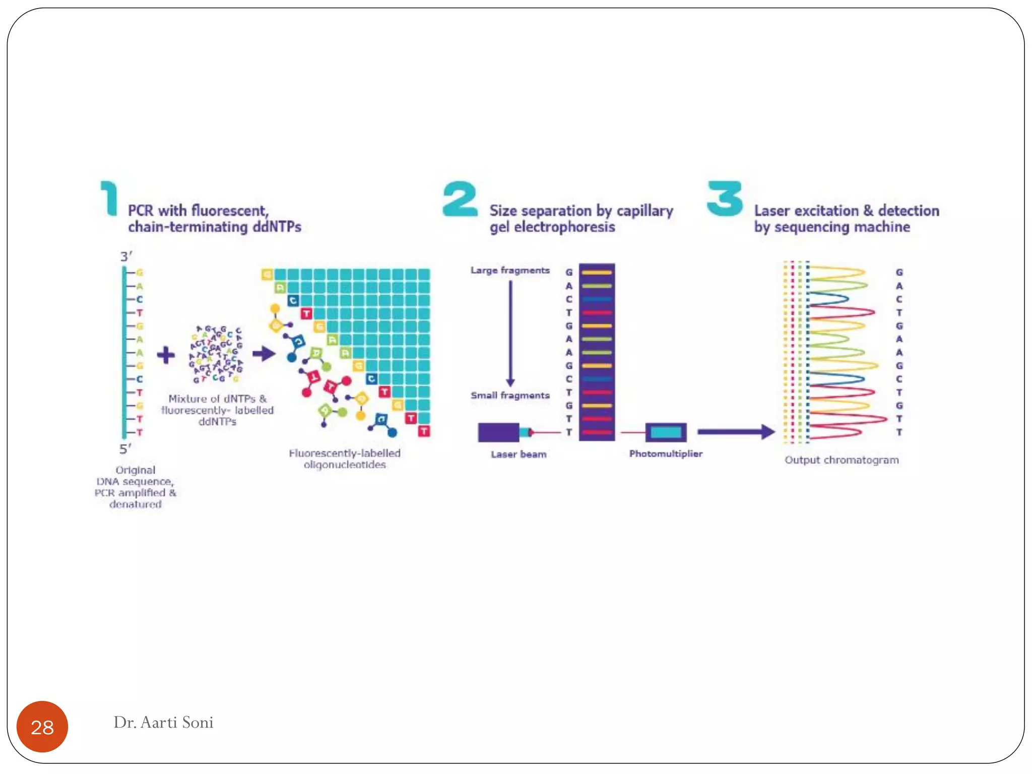 Molecular systematics.pdf
