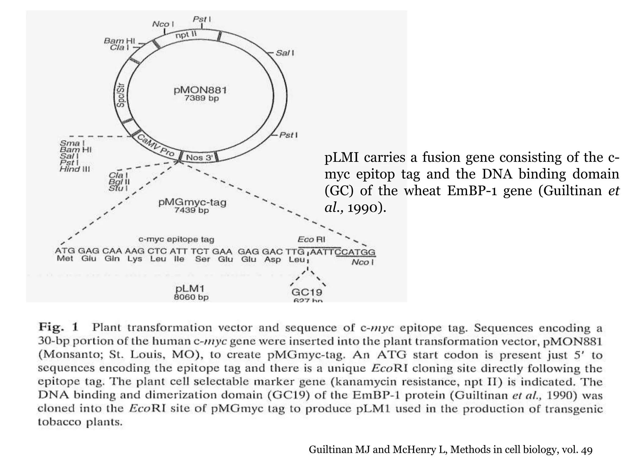 Molecular tagging | PPTX
