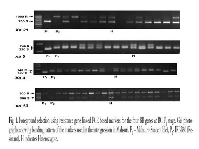 Molecular tagging | PPTX
