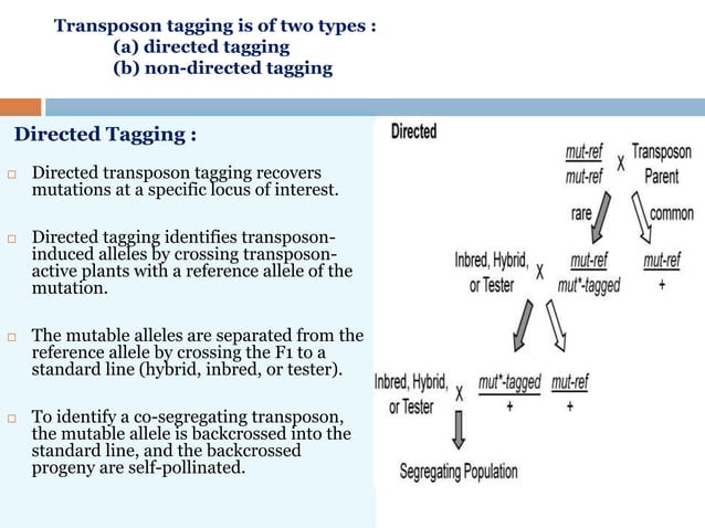 Molecular tagging