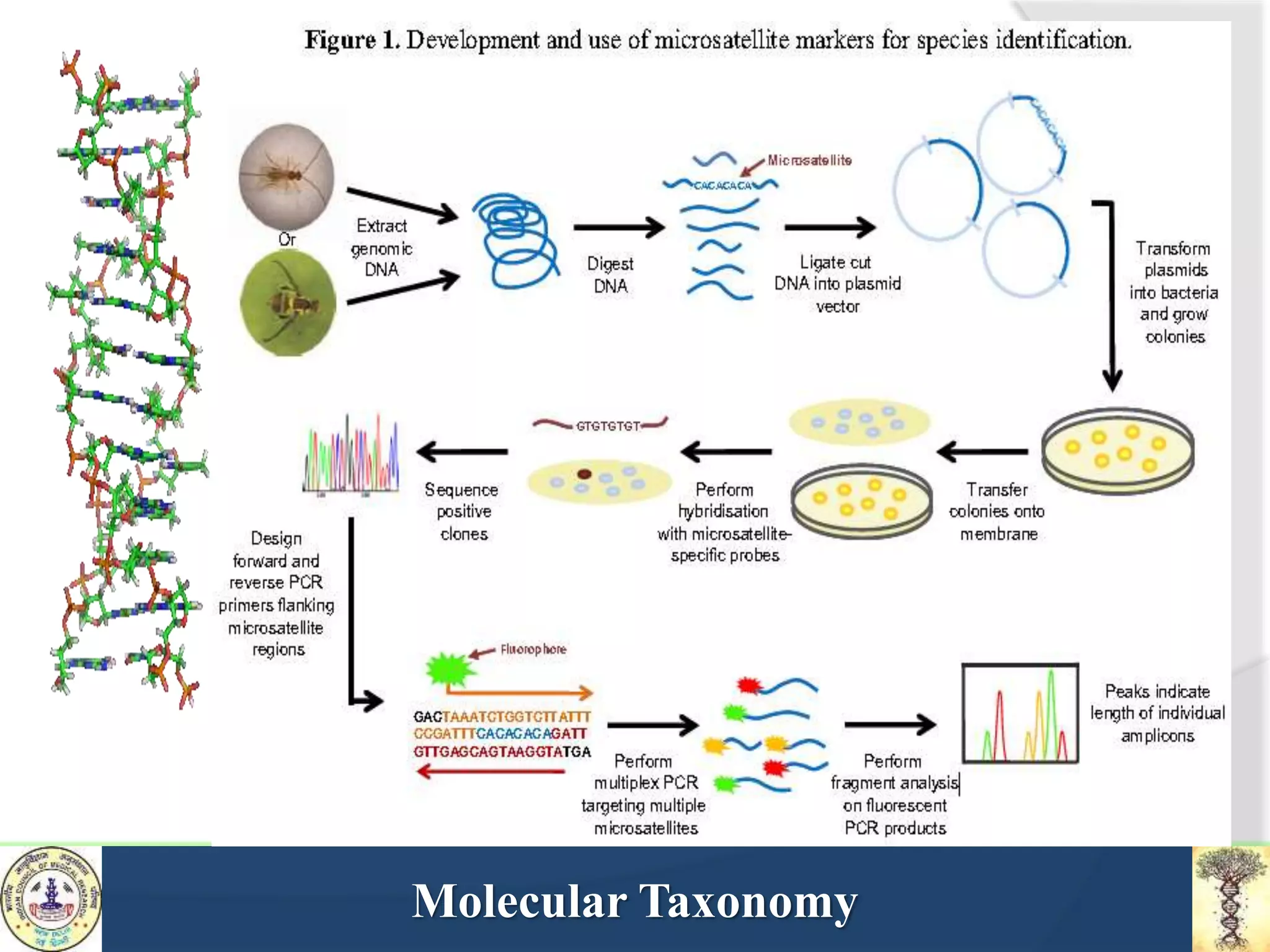 Molecular taxonomy | PPTX