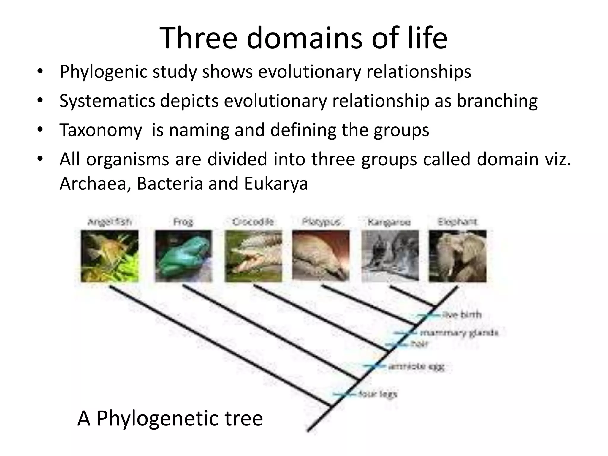 molecular taxonomy.pptx