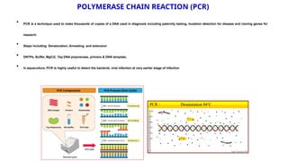 molecular techniqes in aquaculture fish and shellfish.pptx