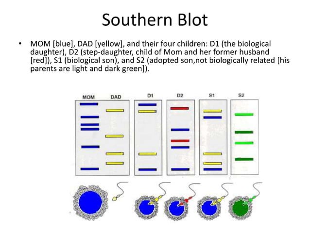 Molecular techniques | PPT