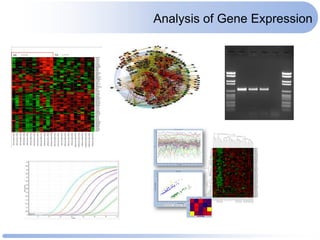 Molecular techniques for pathology research - MDX .pdf