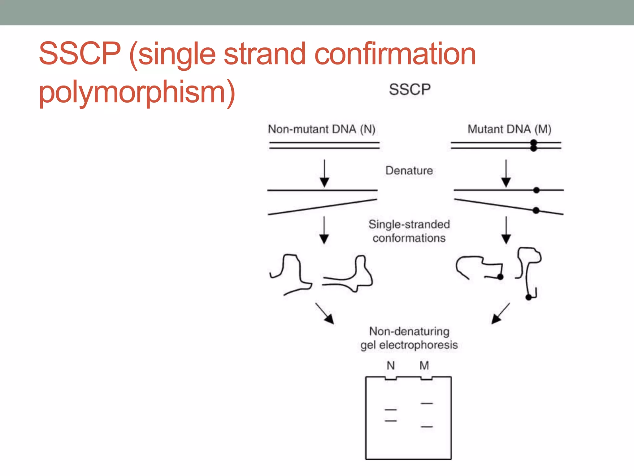 Molecular techniques in food microbiology | PPTX