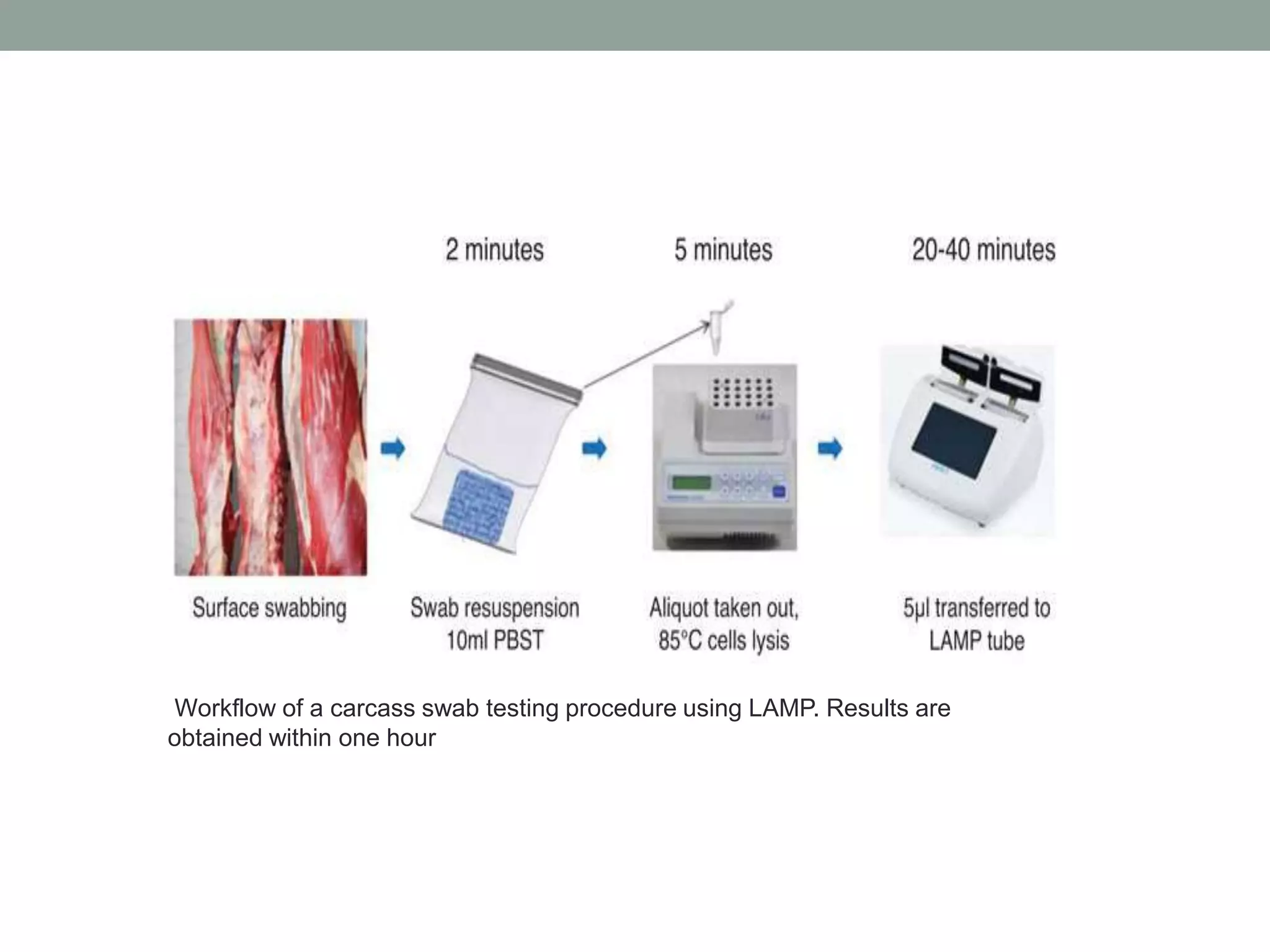 Molecular techniques in food microbiology | PPTX