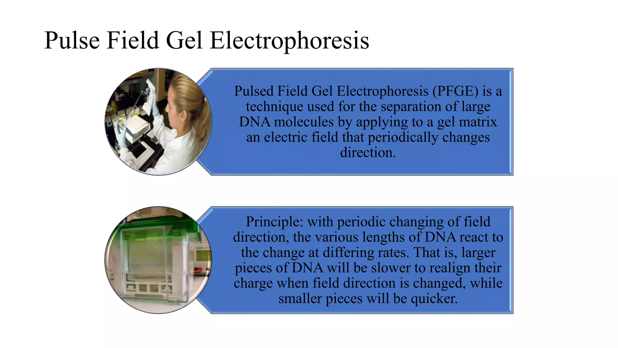 Molecular Techniques in Microbiology.pptx