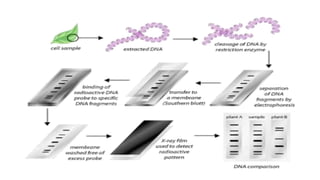 Molecular Techniques in Microbiology.pptx