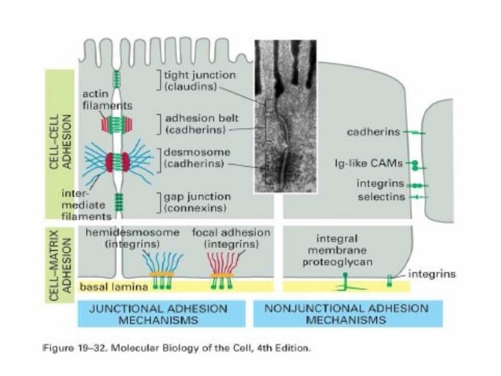 Moleculas De Adhesion Celular