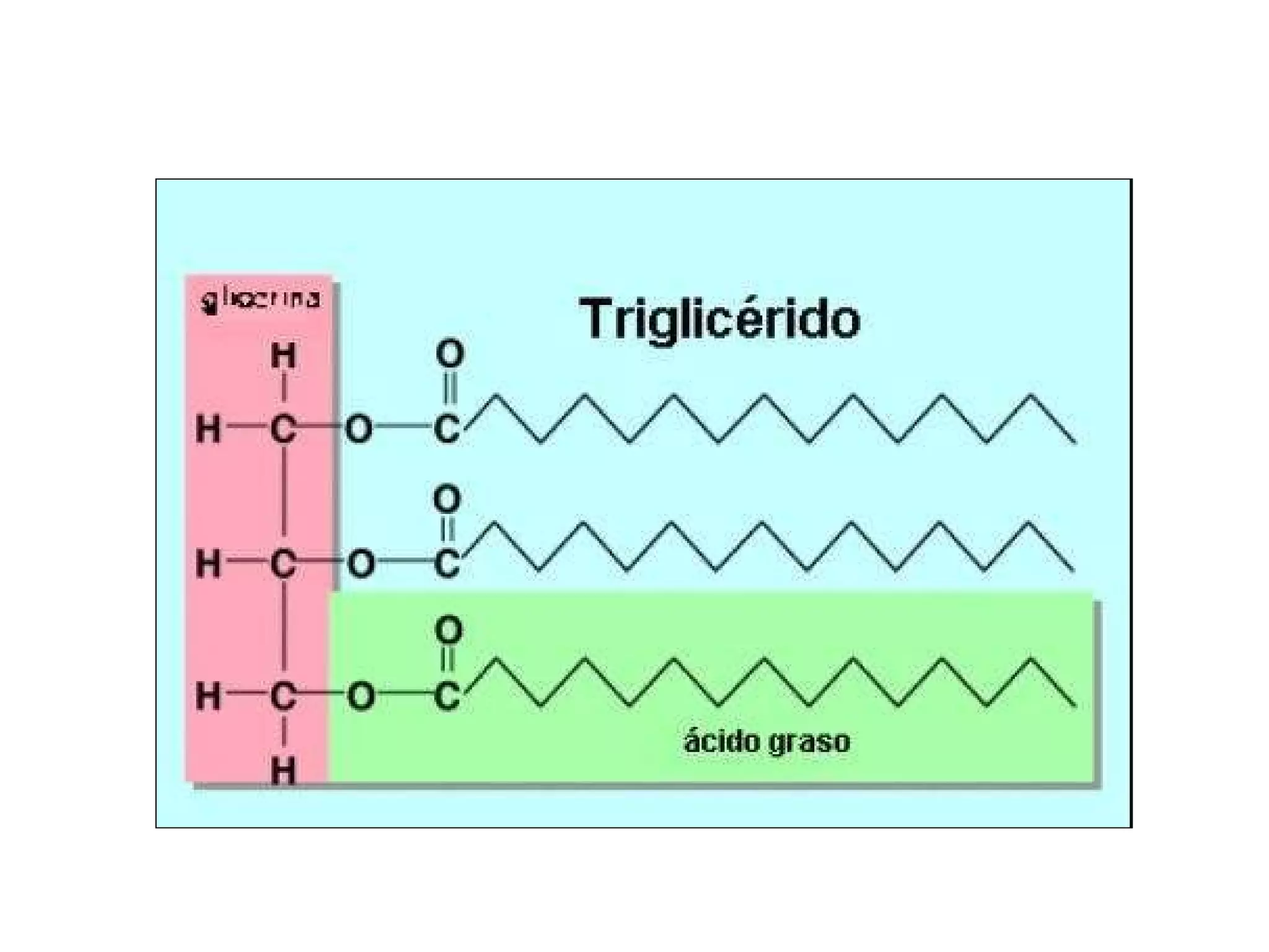 Moleculas biologicas | PPT